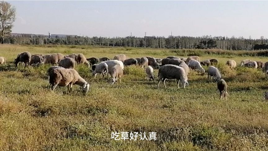 实拍内蒙的羊群,太可爱了