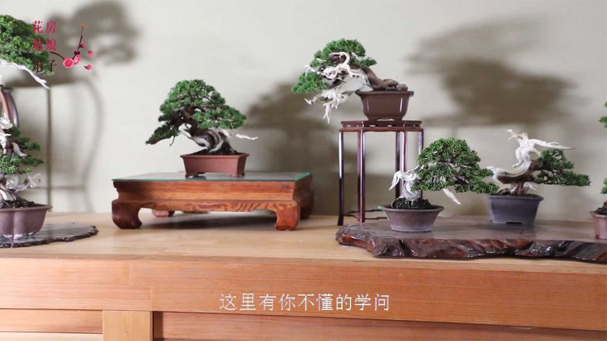 树木的叶片在树木被创作成盆景时,能起到什么样的作用?