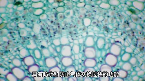 显微镜下的叶片秘密:表皮细胞形态百变,大自然的神奇功能全揭秘!