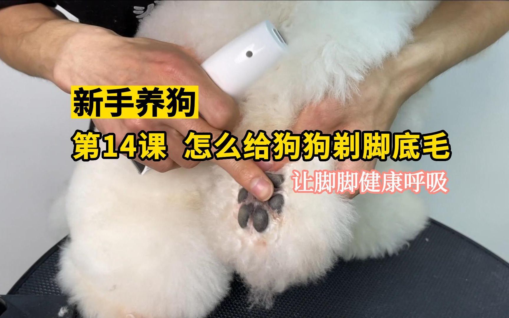 养狗必备技能,狗狗剃脚底毛保姆级教程
