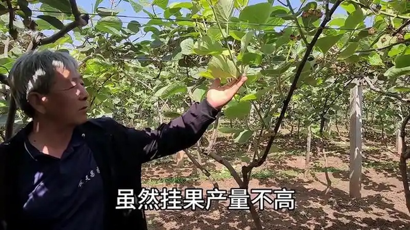 施肥节点不对 施肥不精准导致叶色不正,果实发育迟缓