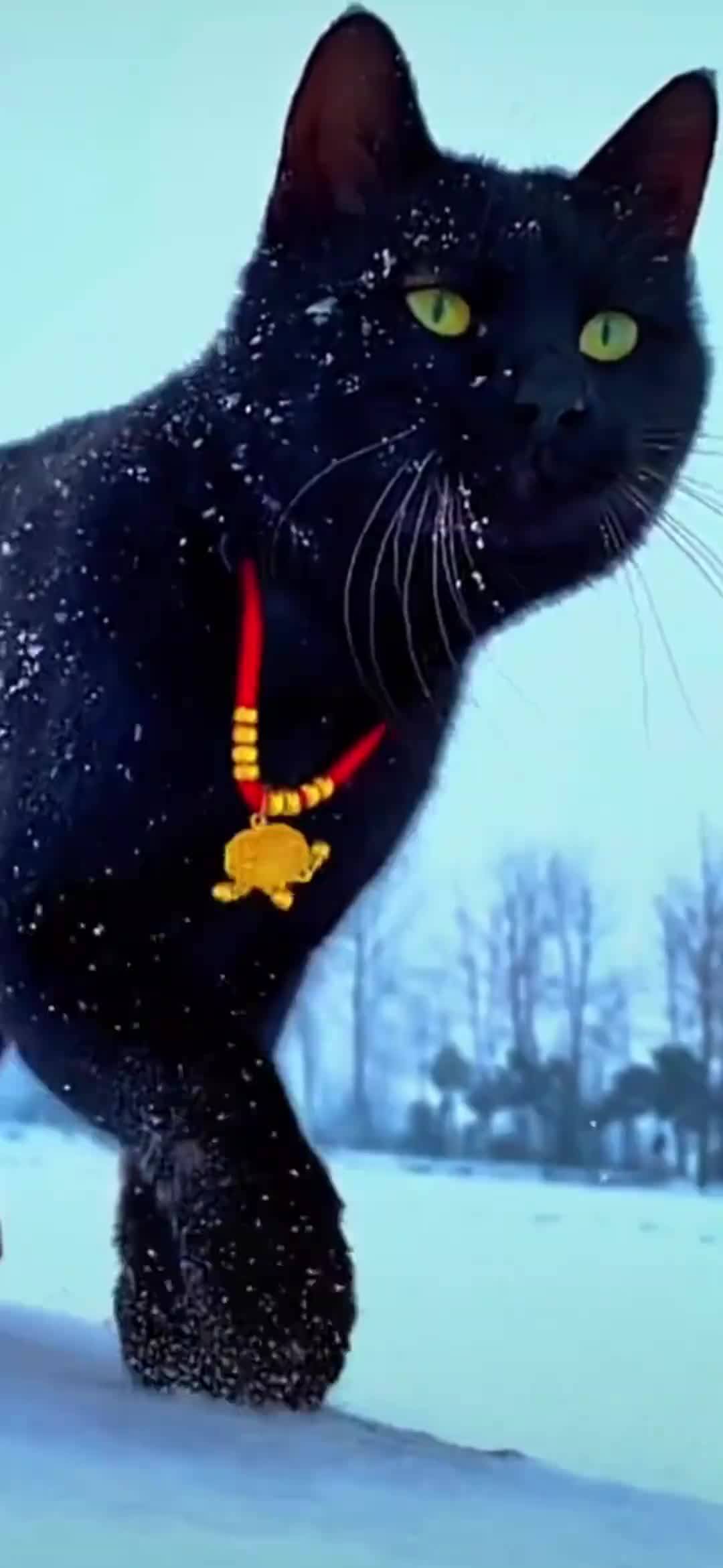 中华品种猫你们又知道有多少呢