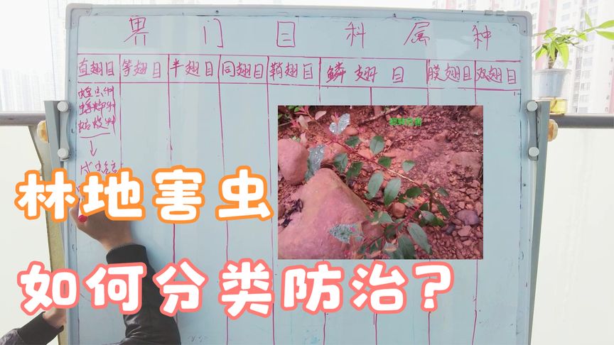 林地利的主要害虫有哪些?怎么分类防治?给你一妙招,以后不求人