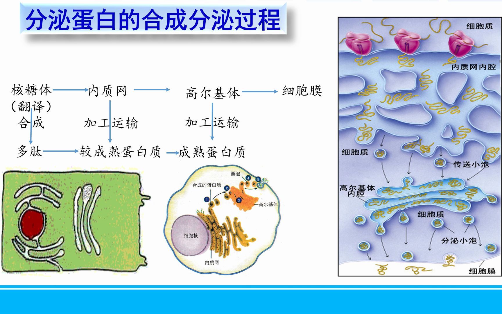 高中生物一轮复习微课2.7.18.分泌蛋白的合成分泌过程