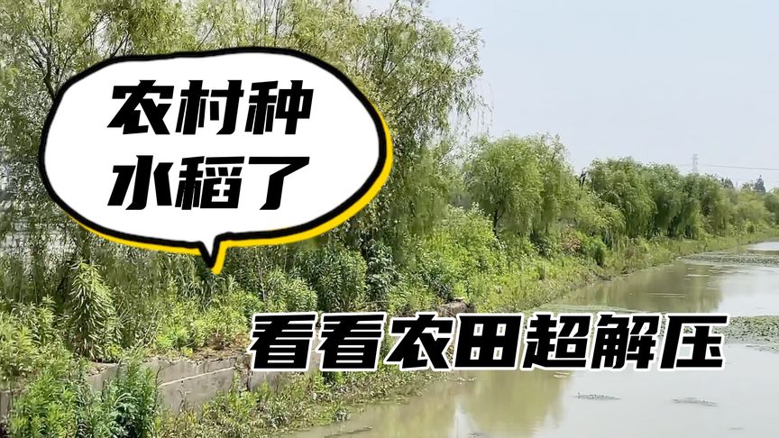 农村的水稻田要插秧了,看着好舒心,小时候你插过秧吗,