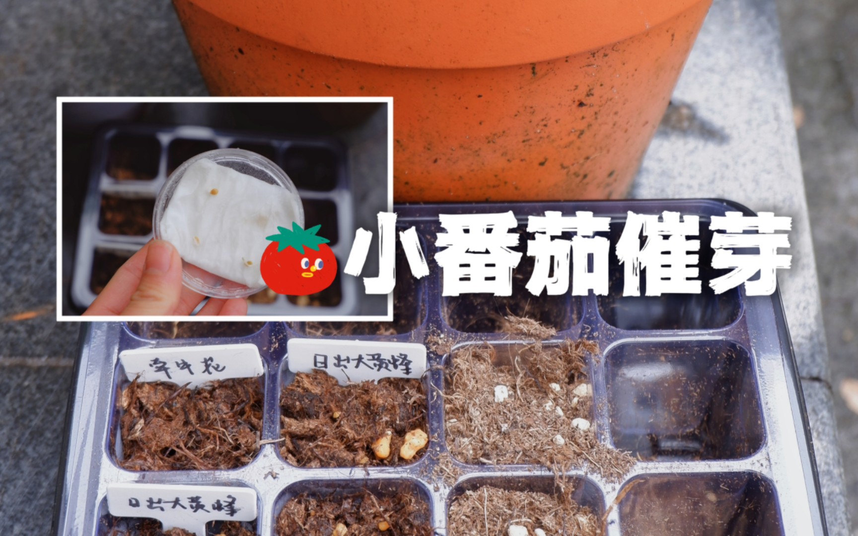 小番茄种植初尝试|和大家一起从0开始