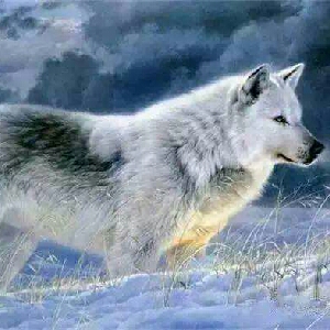 RTsnowwolf 