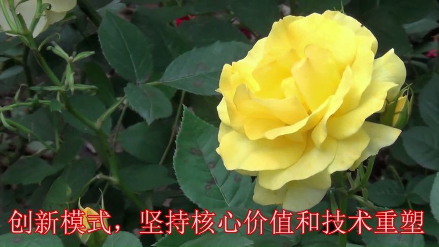 创新模式,坚持核心价值和技术重塑(江扬创意第238节)