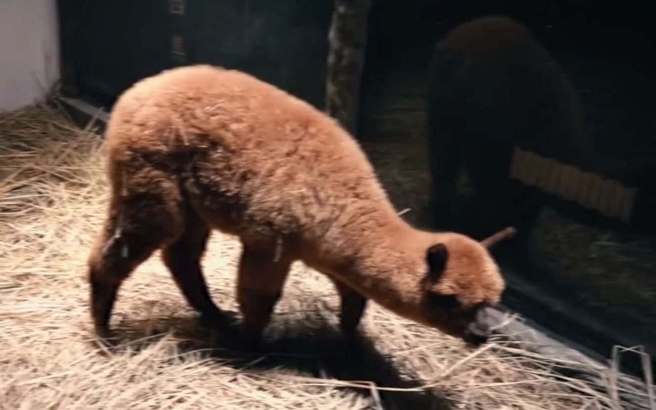 索尼RX100V 黑卡5视频升格-苏州 ID PARK