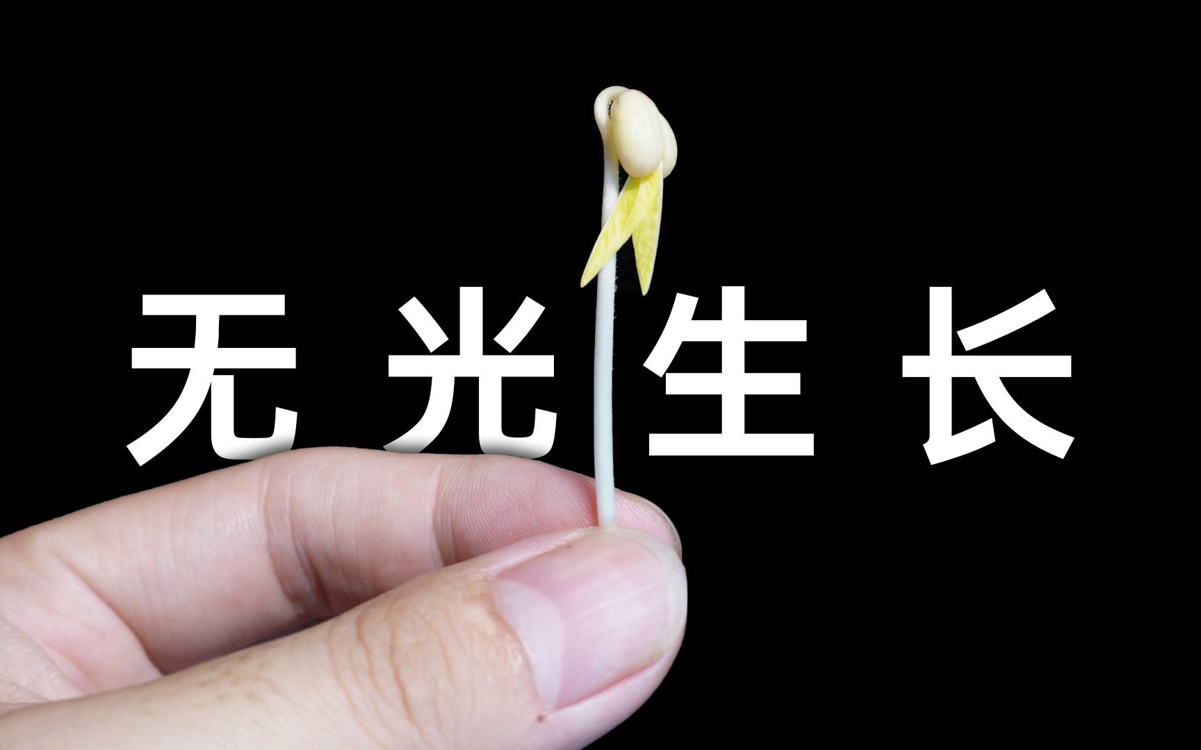 拍摄在无光下生长的 绿豆芽