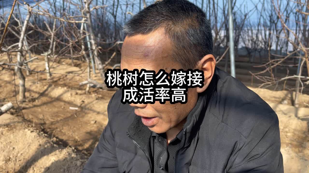 桃树怎么嫁接提高成活率 桃树管理 嫁接技术 三农 优质农产品 新农人...