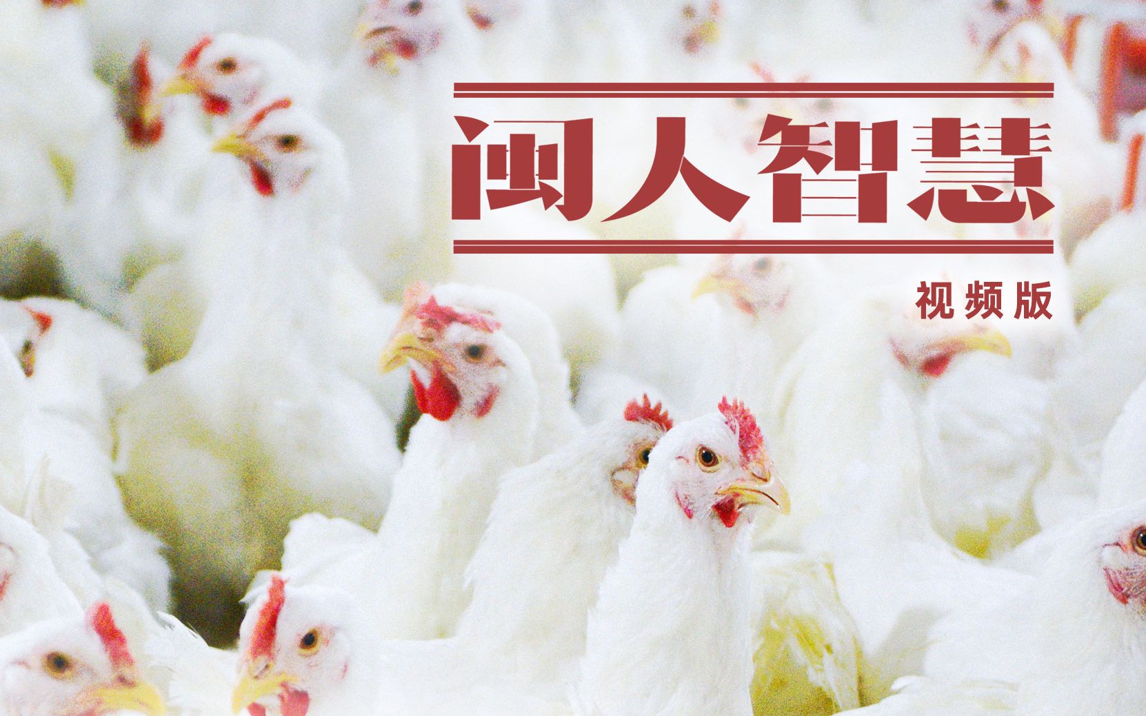 ...成就10亿羽白羽鸡产业集群,看南平白羽鸡养殖人如何抓住“鸡”遇!