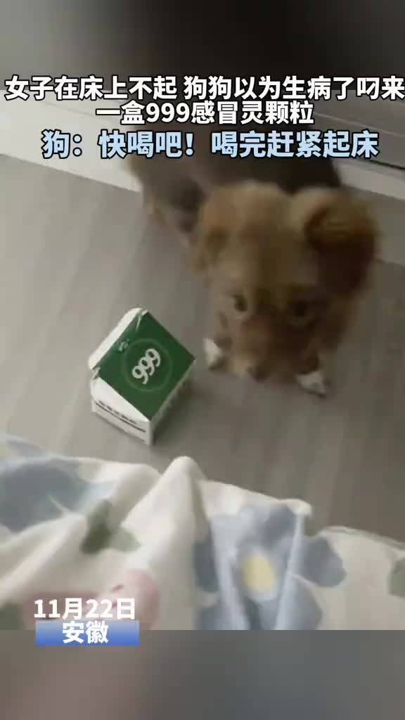 女子在床上不起,狗狗给她叼来一盒999感冒灵