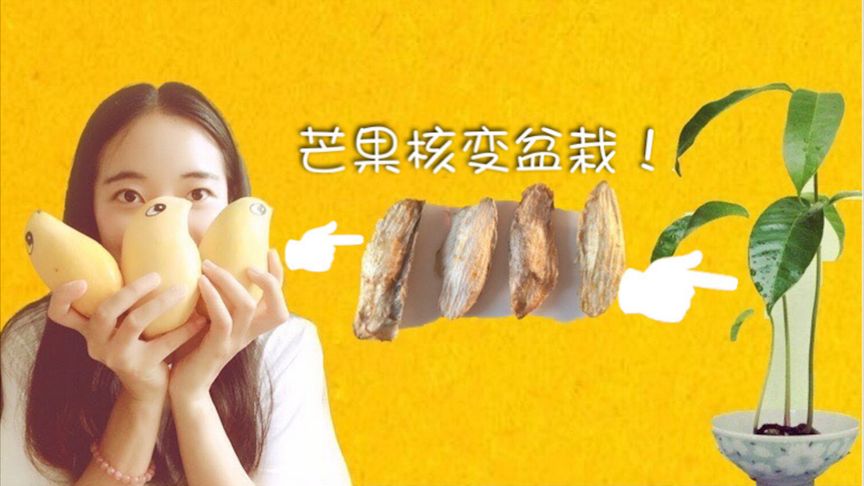 吃完的芒果核不要扔,种土里变盆栽, 来年就可以结果啦!