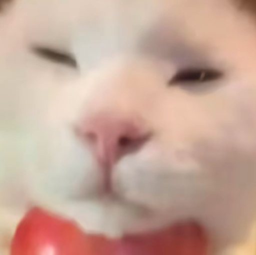 猫小靓 