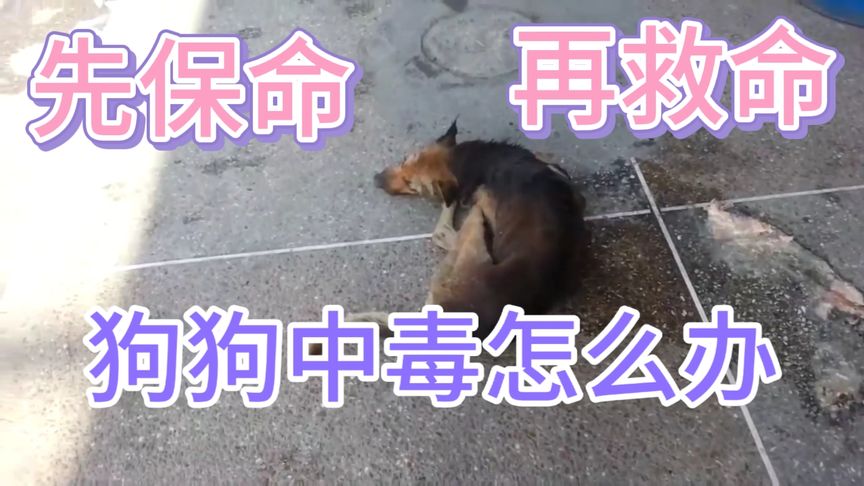 狗狗中毒怎么办,先保命再救命!