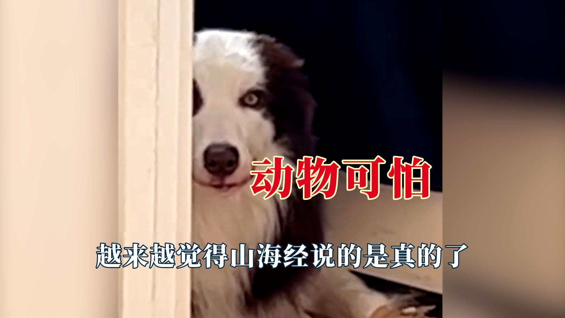 动物远比人可怕,小羊居然会学人走路