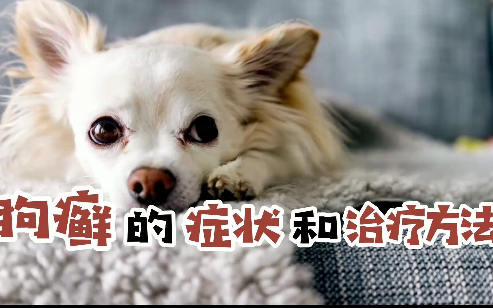 狗癣的症状和治疗方法