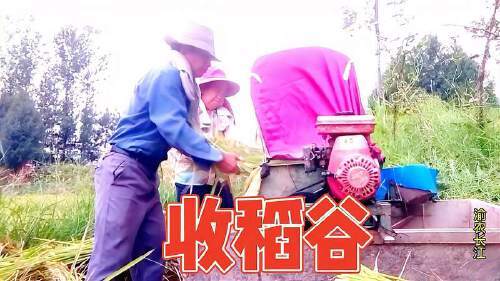 簸箕大的稻田竟收这么多稻谷!山区农民的丰收奇迹,你见过吗?