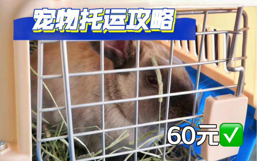 火车托运宠物兔详细攻略,学生党开学带宠物回家的看过来,火车宠物...