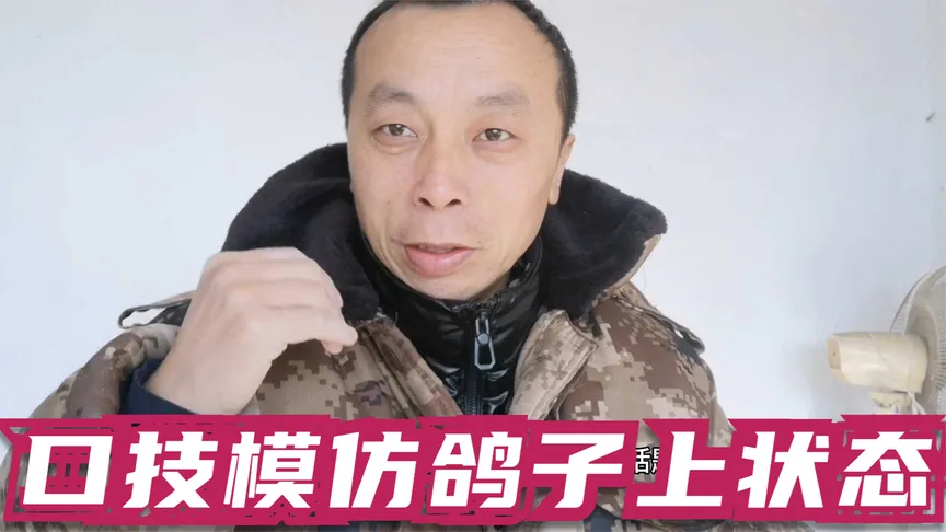 鸽子配对前,进状态3种叫声,博哥口技模仿!