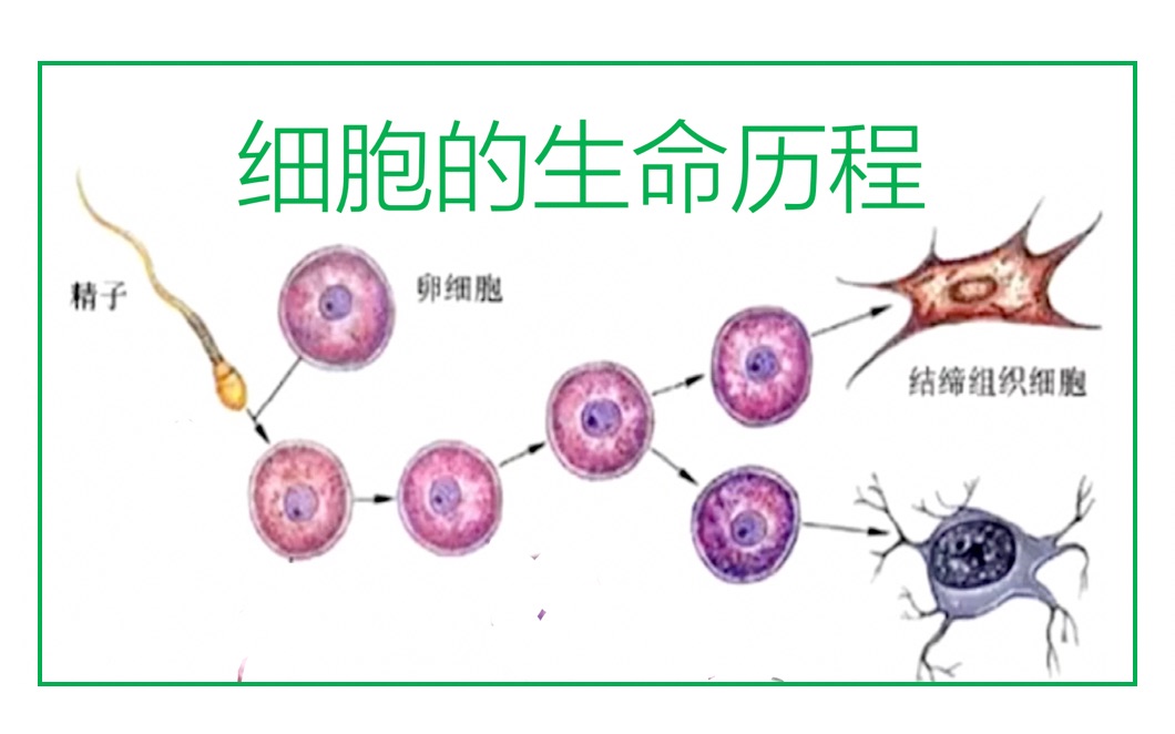 第六章:细胞的生命历程