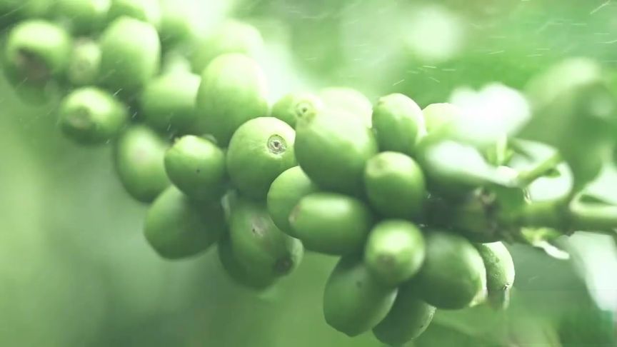 满山云雾翠 咖啡处处香 云南的咖啡种植园太美了