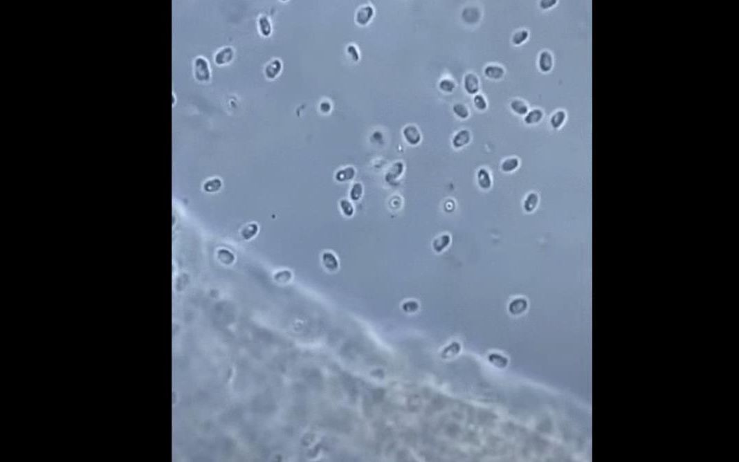 麦克奥迪MOTIC 生物显微镜ba310观察拍摄鱼类寄生虫