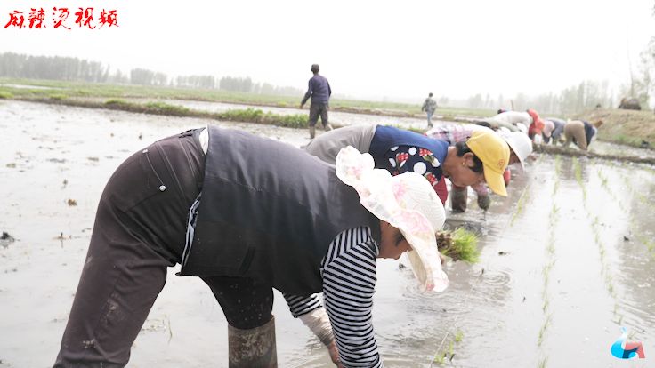 北方水稻插秧和南方水稻插秧有什么不同?把你知道的不同说出来