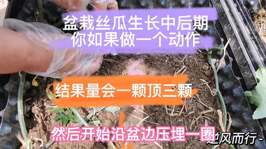 盆栽丝瓜生长中后期,让丝瓜秧多结瓜、结大瓜的妙招你知道吗?