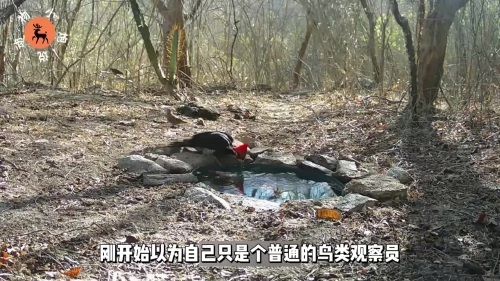 野生动物的惊喜瞬间!男子追逐鸟儿偶遇20只野生动物的奇遇记
