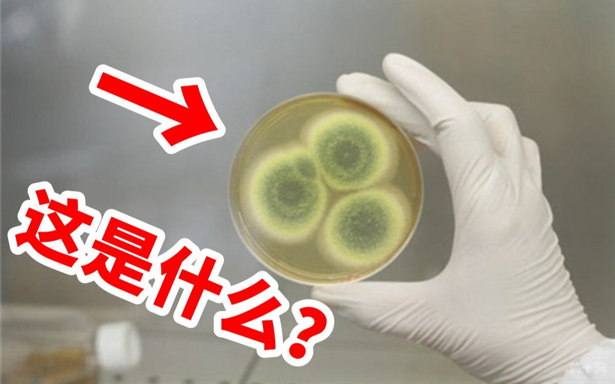 世界上最危险的细菌,在显微镜下竟然如此好看?99%的人都不知道!