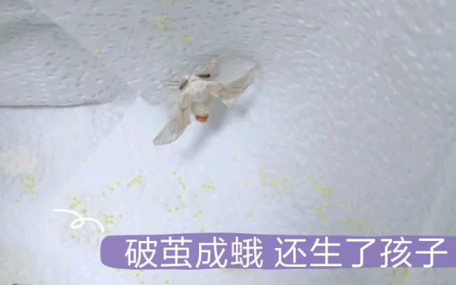 【蚕 蛾】养的蚕今天居然破茧而出了 还产了卵!