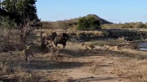 野牛在狮子的围攻下最终沦为食物#动物世界 #野生动物