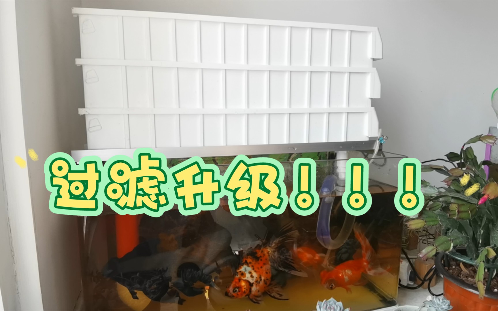 鱼缸过滤升级 就差过滤泵了!