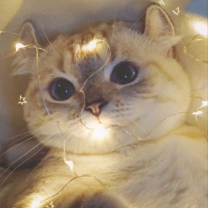 子莫明非 