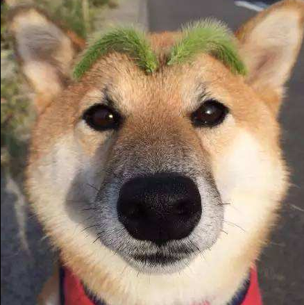 我是大萌哦 