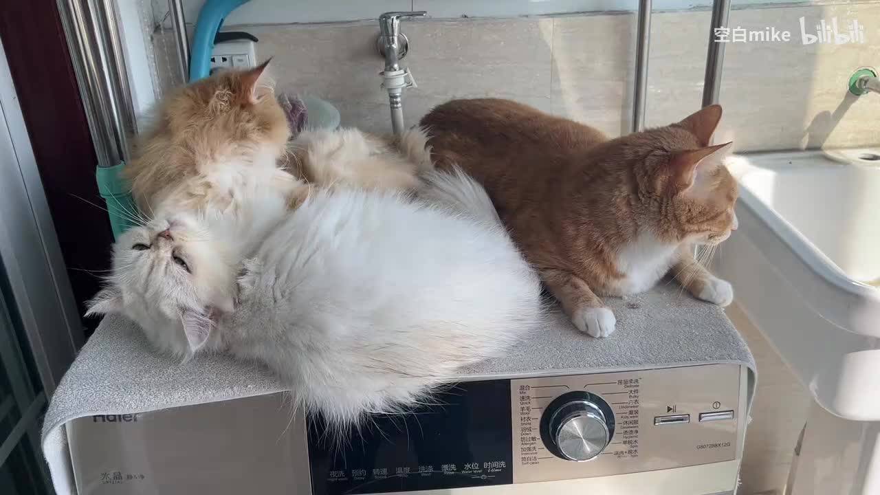 被孤立就摆臭脸的美国小猫