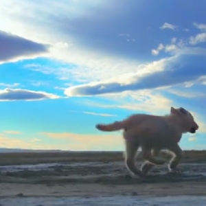 不做完普列辛不改名 