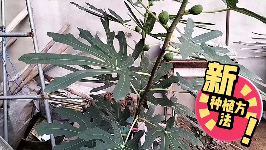 无花果作用与功效,好多人都不会认识的。