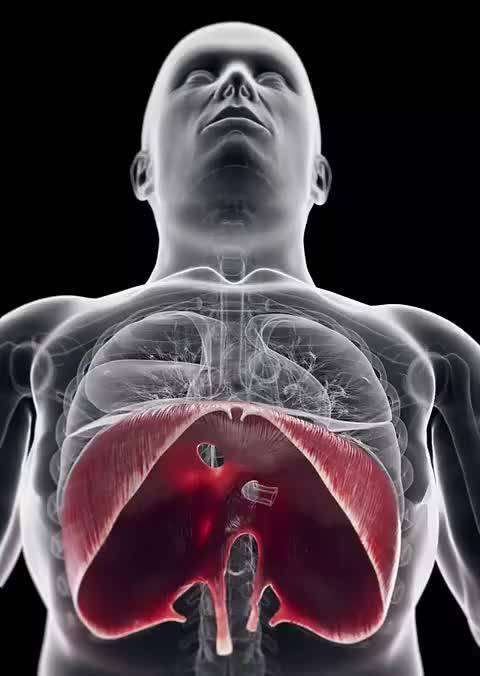 横膈膜:身体必不可少的呼吸肌肉