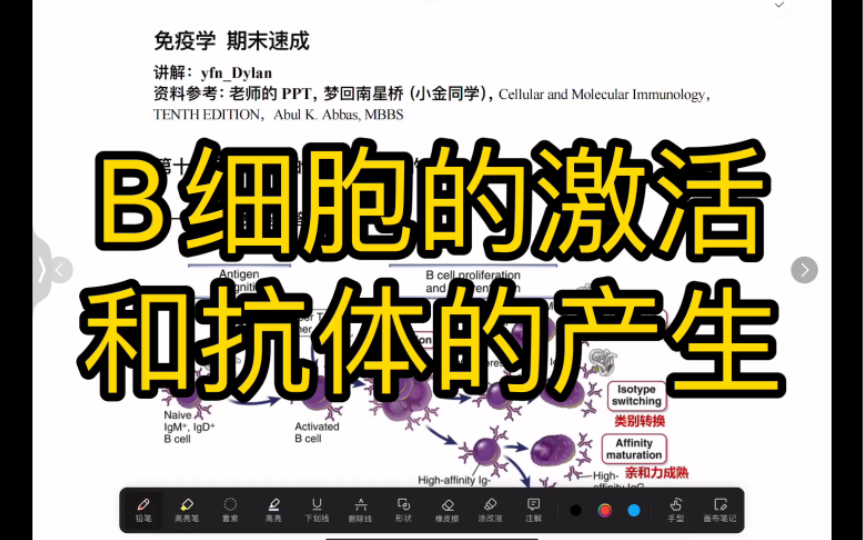 B细胞的激活和抗体的产生(滤泡内B细胞活化的第一、第二信号,类别...