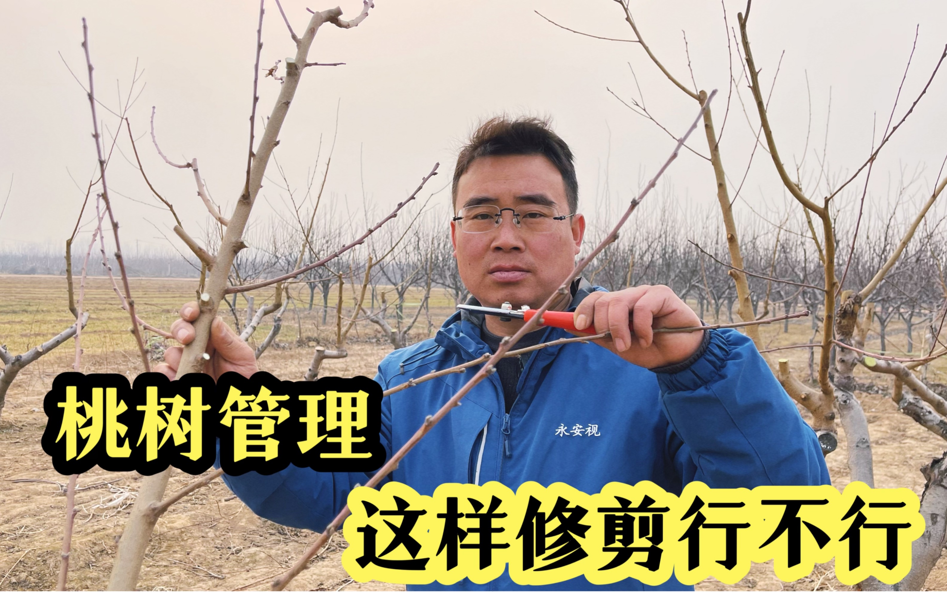 桃树修剪方法分享,特别简单,一看就会