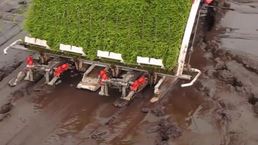 从播种育秧到成熟收割,看日本的现代水稻栽培技术