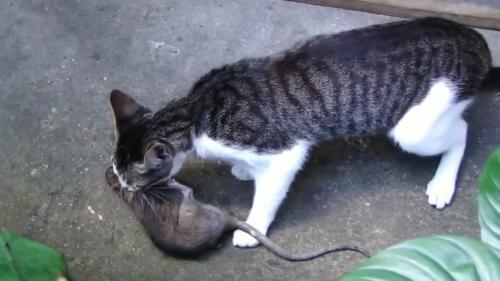 混剪猫咪捉老鼠,能捉老鼠的都是好猫