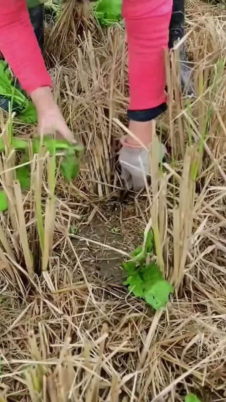 稻田直接种菜,长的不错哦