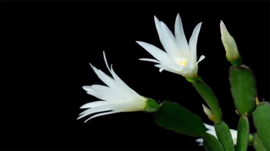 花了很长时间找到花儿开放瞬间高清视频,舒压首选,心灵平静舒畅