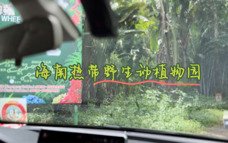 海南热带野生动植物园|去看熊猫啦|记录生活|秋日出行