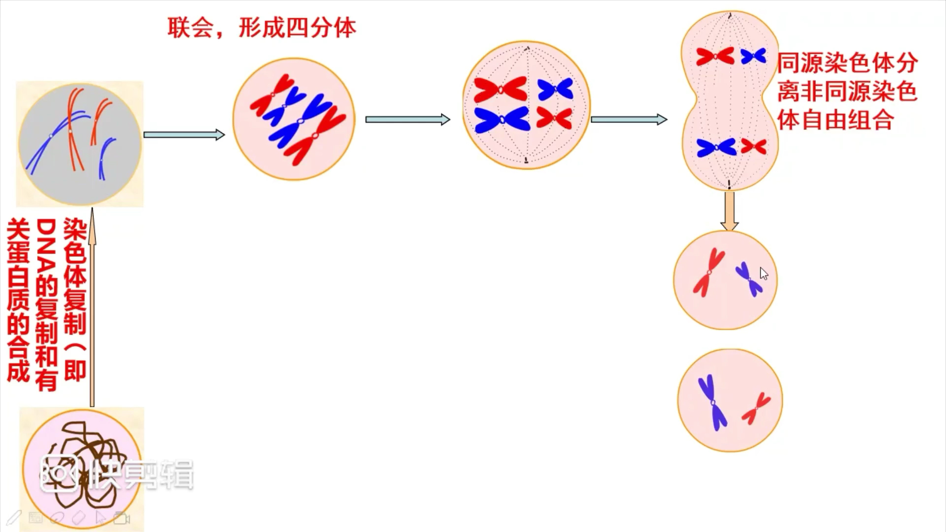 减数分裂染色体,染色单体,DNA数目变化