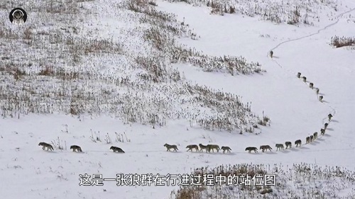 一张无意间拍下的照片揭示了狼群的组织架构